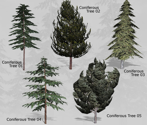 Coniferous Trees 1