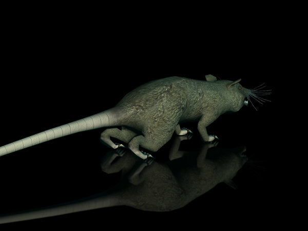 Giant Rat