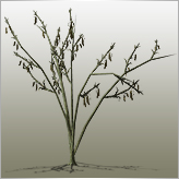 Total_Plants-Biosphere_Collection