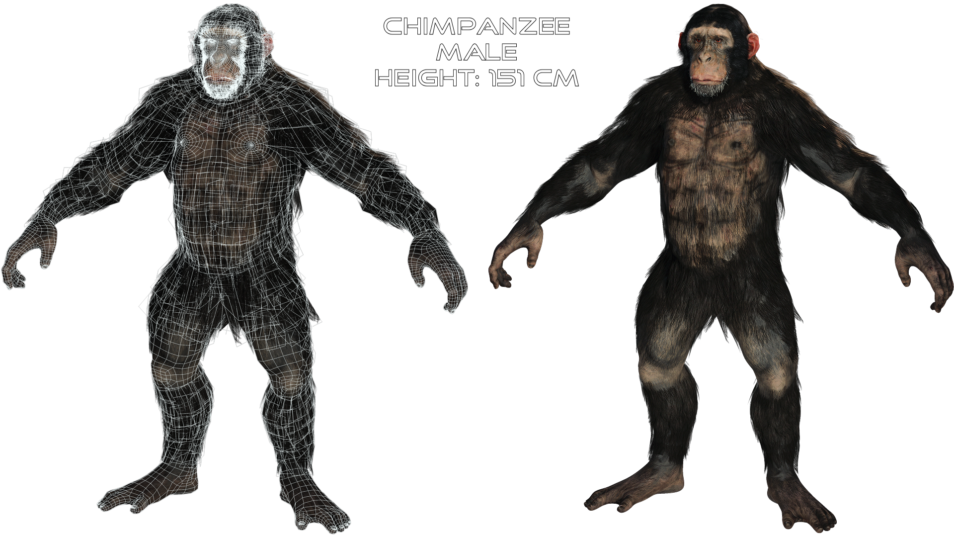 RM3D Chimpanzee Family - Character Creator/Actor - Reallusion Content Store