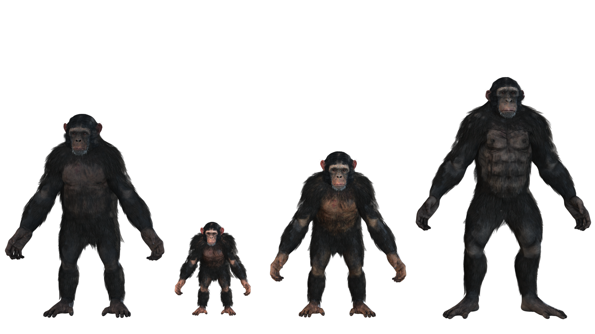 RM3D Chimpanzee Family - Character Creator/Actor - Reallusion Content Store
