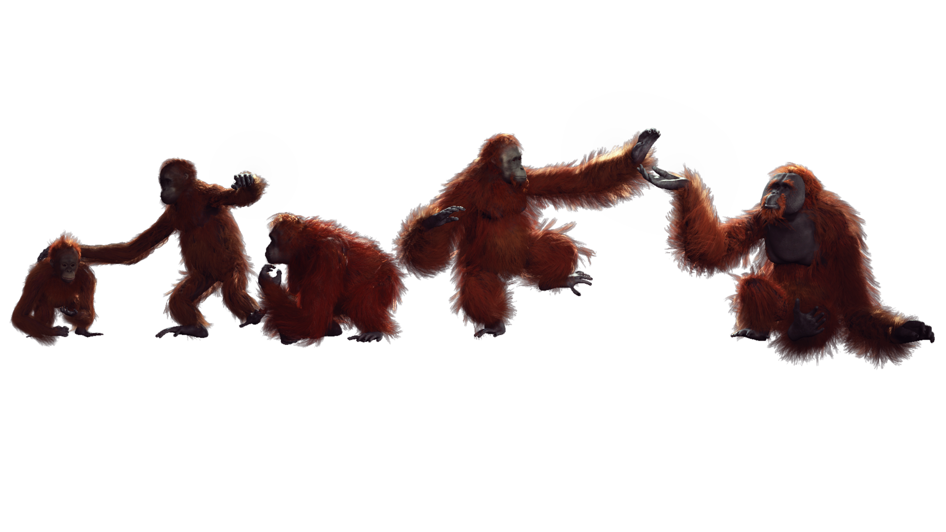 RM3D Orangutan Family - Character Creator/Actor - Reallusion Content Store