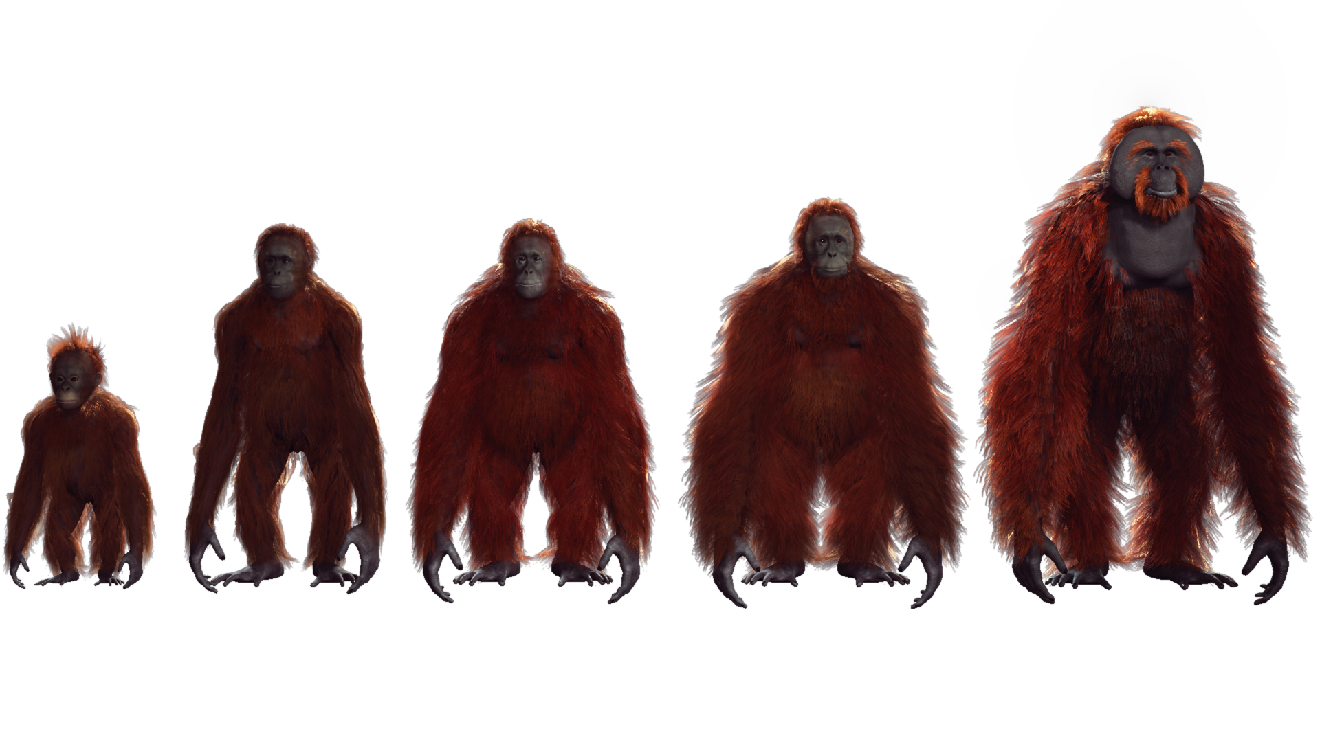 RM3D Orangutan Family - Character Creator/Actor - Reallusion Content Store
