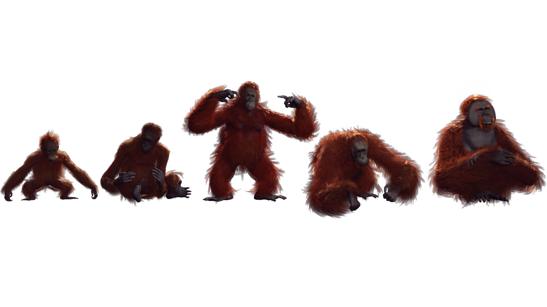 RM3D Orangutan Family - Character Creator/Actor - Reallusion Content Store