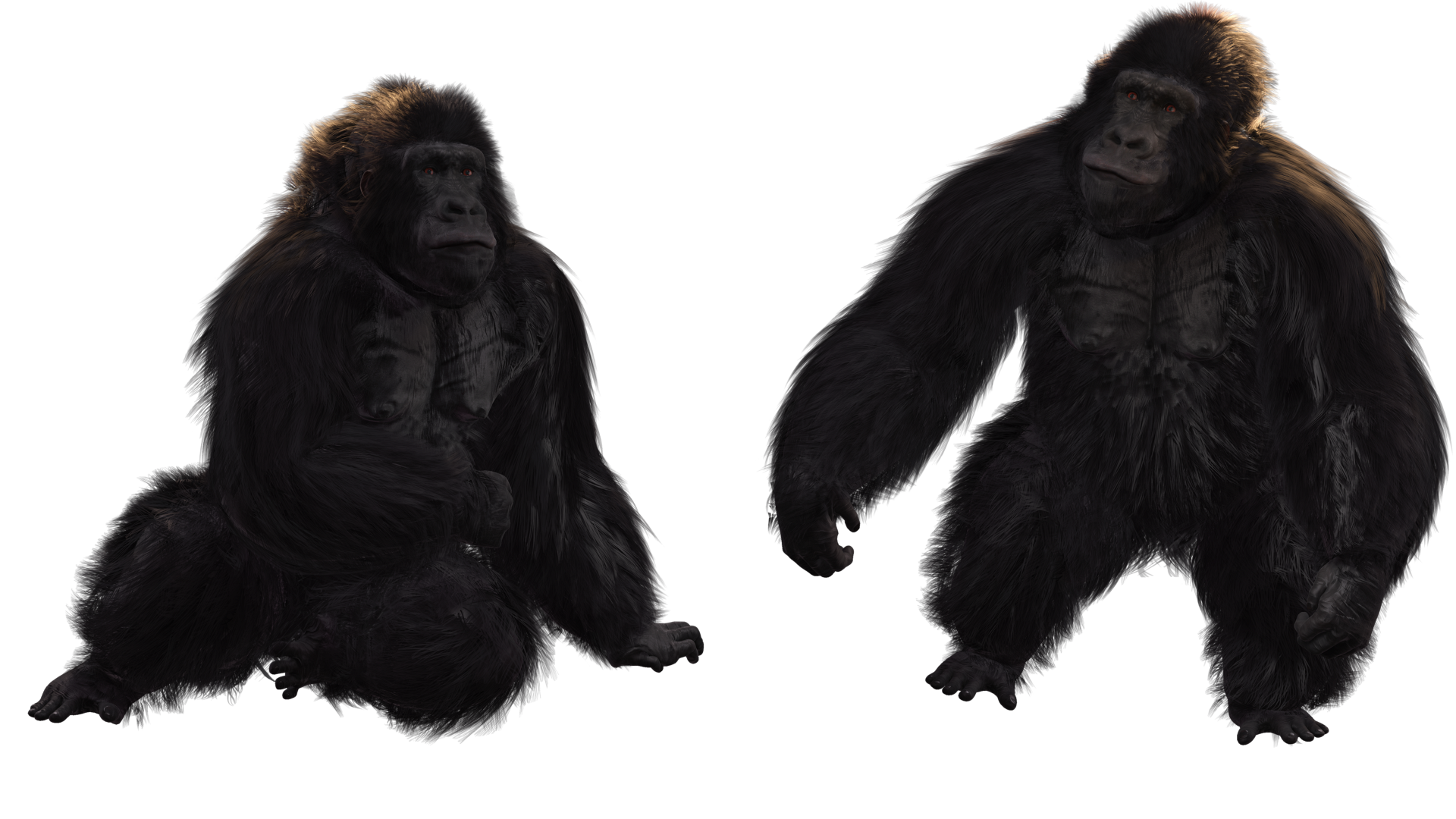 RM3D Gorilla Family - Character Creator/Actor - Reallusion Content Store