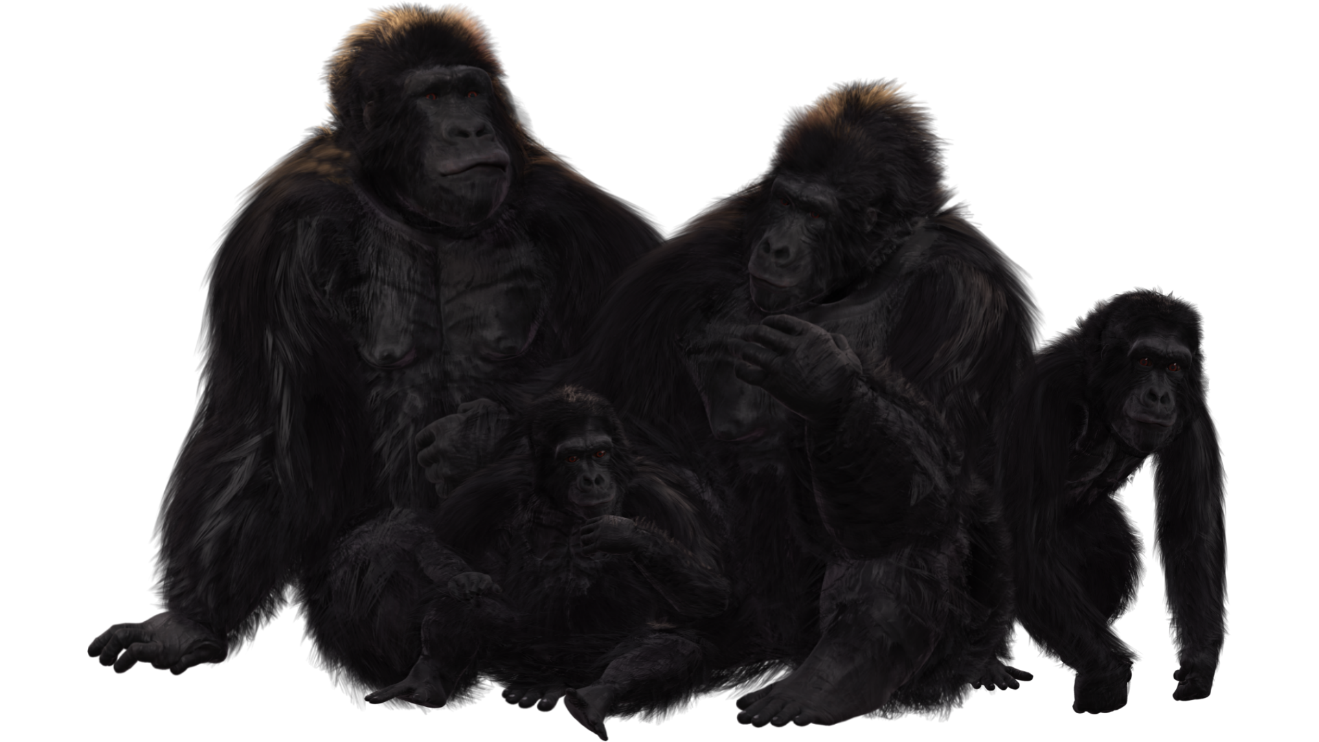 RM3D Gorilla Family - Character Creator/Actor - Reallusion Content Store