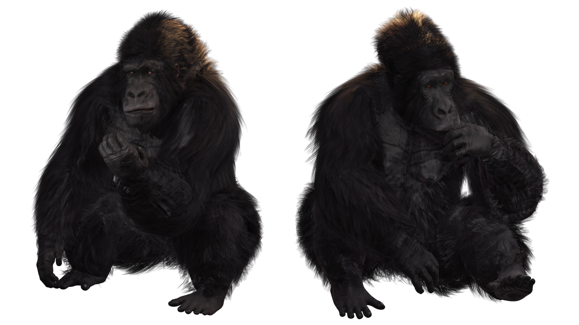 RM3D Gorilla Family - Character Creator/Actor - Reallusion Content Store