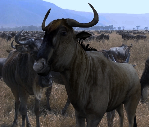 ANIMAL KINGDOM Gnu Wild Beast - iClone/Actor - Reallusion Content Store