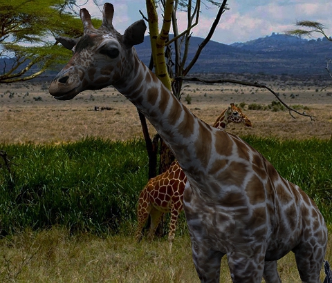 ANIMAL KINGDOM Giraffe - iClone/Actor - Reallusion Content Store