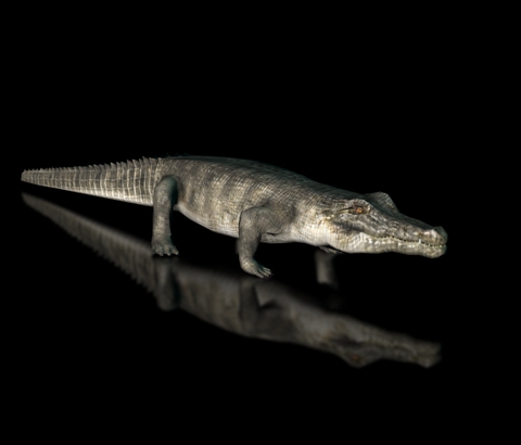 PROTOFACTOR - CROCODILE - iClone/Actor - Reallusion Content Store