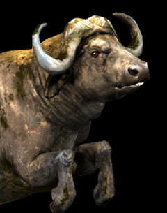 Ultimate African Animal Collection - iClone/Combo (Multiple-PID ...