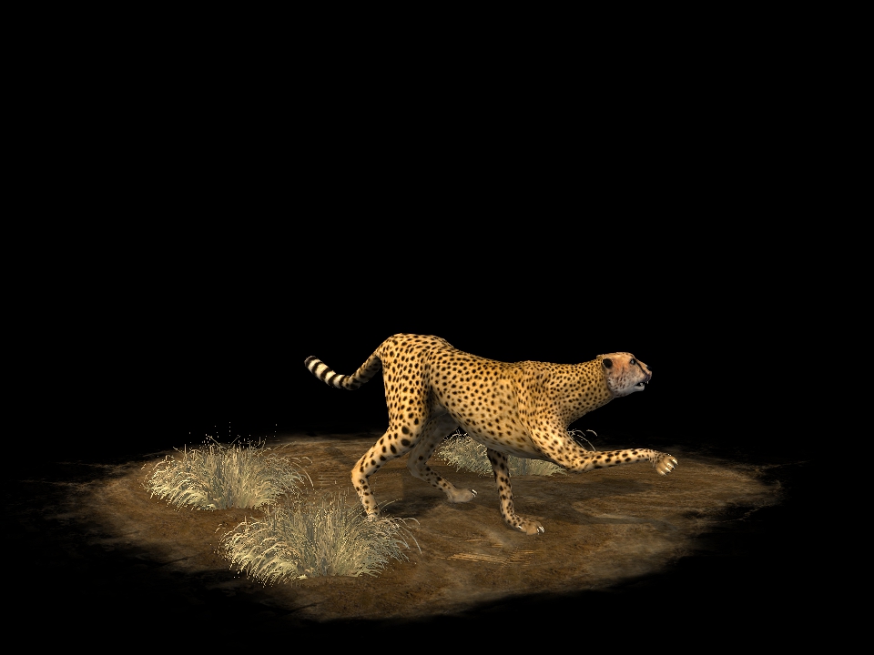 Cheetah - iClone/Stage - Reallusion Content Store