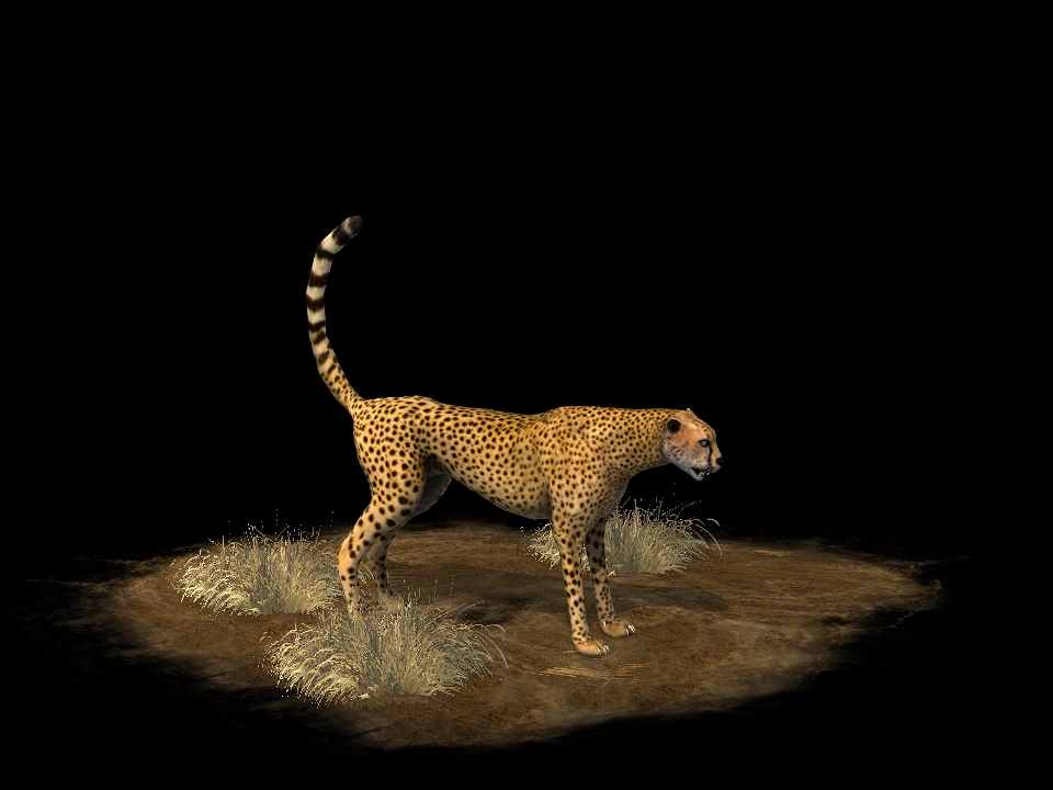 Cheetah - iClone/Stage - Reallusion Content Store