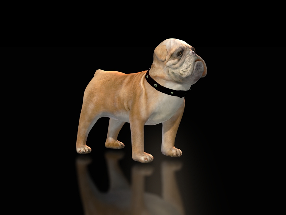 Dog Series-Bulldog - iClone/Stage - Reallusion Content Store