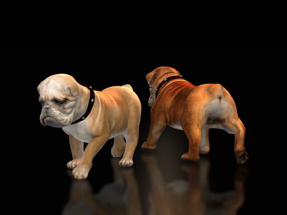 Dog Series-Bulldog - iClone/Stage - Reallusion Content Store