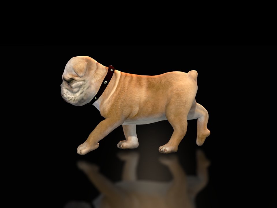 Dog Series-Bulldog - iClone/Stage - Reallusion Content Store