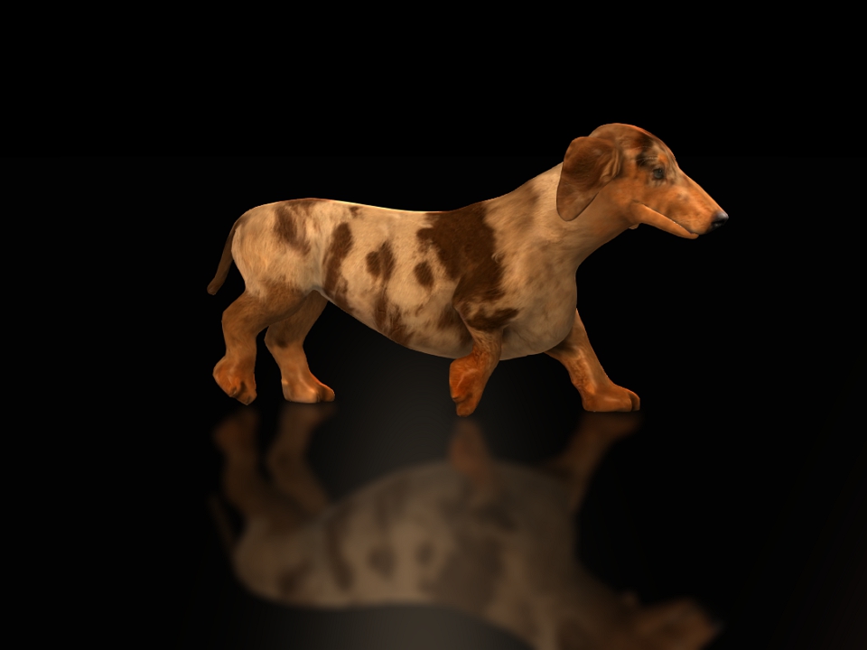 Dog Series-Dachshund - iClone/Stage - Reallusion Content Store