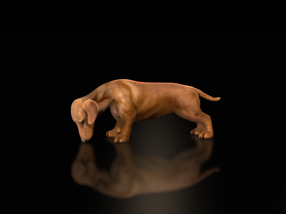 Dog Series-Dachshund - iClone/Stage - Reallusion Content Store