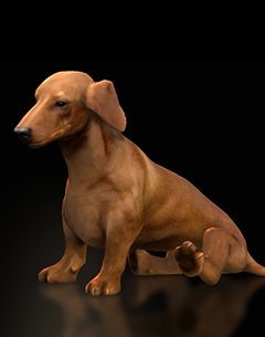 C: Dogs Pack 1 - iClone/Combo (Multiple-PID) - Reallusion Content Store