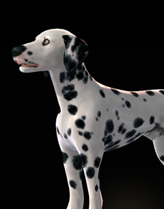 C: Dogs Pack 1 - iClone/Combo (Multiple-PID) - Reallusion Content Store