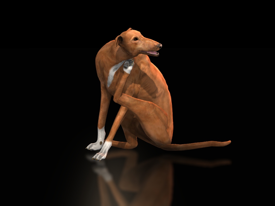 Dog Series-Greyhound - iClone/Stage - Reallusion Content Store