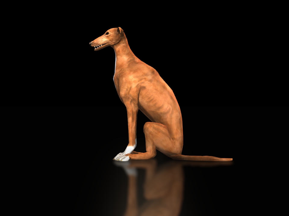 Dog Series-Greyhound - iClone/Stage - Reallusion Content Store