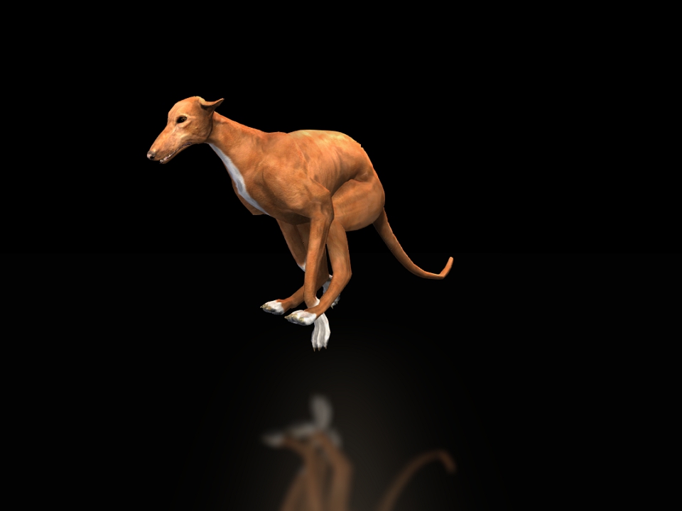 Dog Series-Greyhound - iClone/Stage - Reallusion Content Store