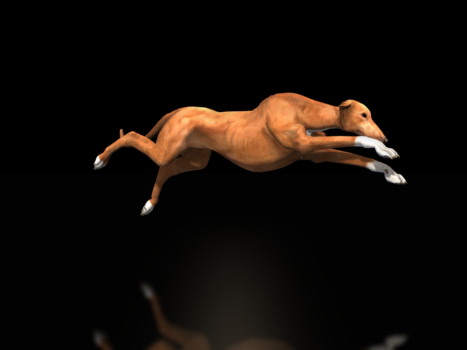 Dog Series-Greyhound - iClone/Stage - Reallusion Content Store
