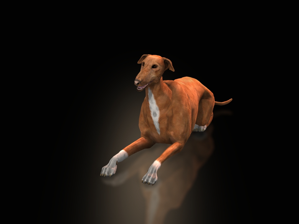 Dog Series-Greyhound - iClone/Stage - Reallusion Content Store