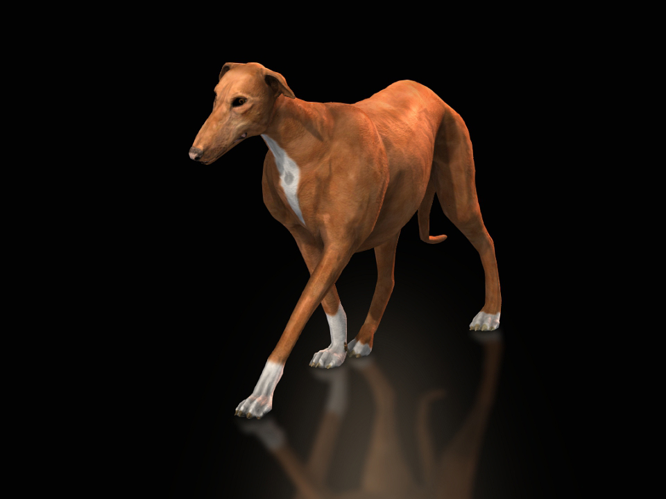Dog Series-Greyhound - iClone/Stage - Reallusion Content Store