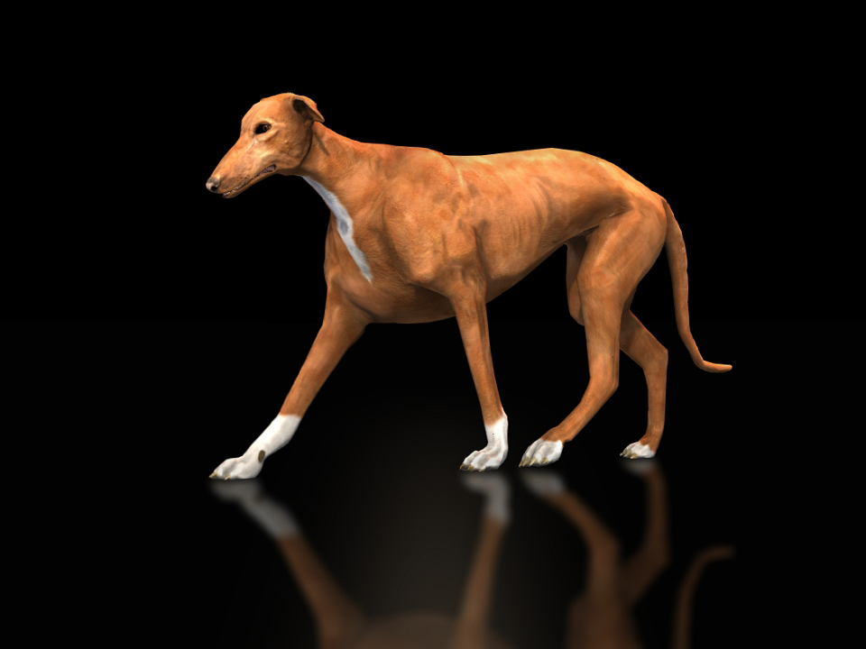 Dog Series-Greyhound - iClone/Stage - Reallusion Content Store