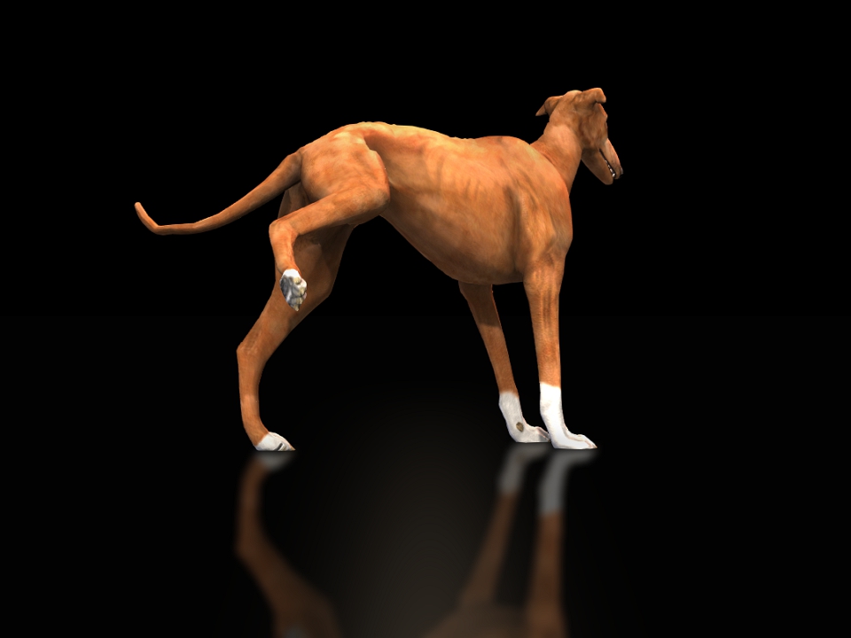 Dog Series-Greyhound - iClone/Stage - Reallusion Content Store