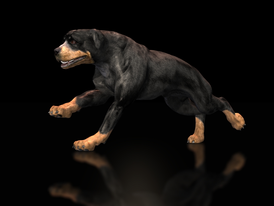 Dog Series-Rottweiler - iClone/Stage - Reallusion Content Store