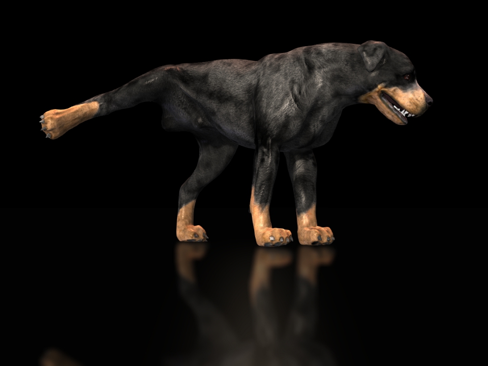 Dog Series-Rottweiler - iClone/Stage - Reallusion Content Store