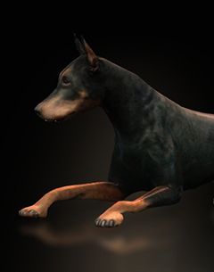 C: Dogs Pack 1 - iClone/Combo (Multiple-PID) - Reallusion Content Store